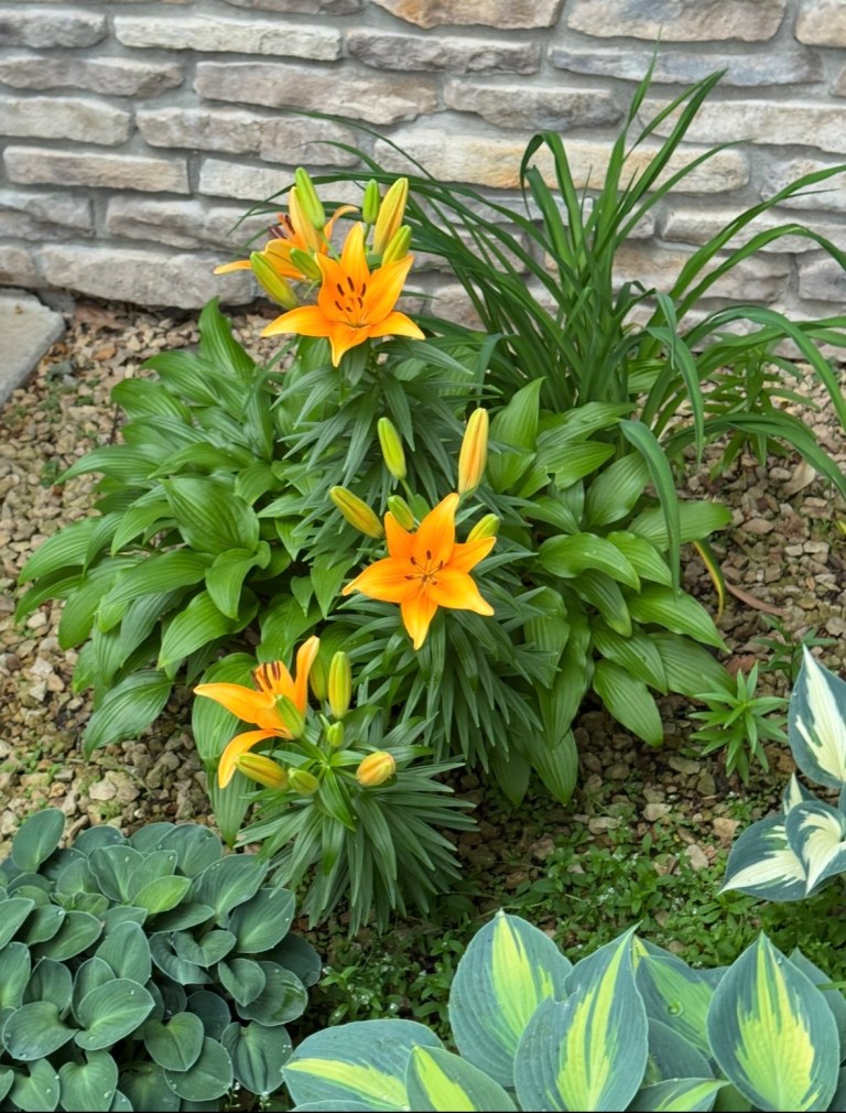 Thankful Thursday – Asian Lily Blooms in the Gardens – Rain and Rest ...