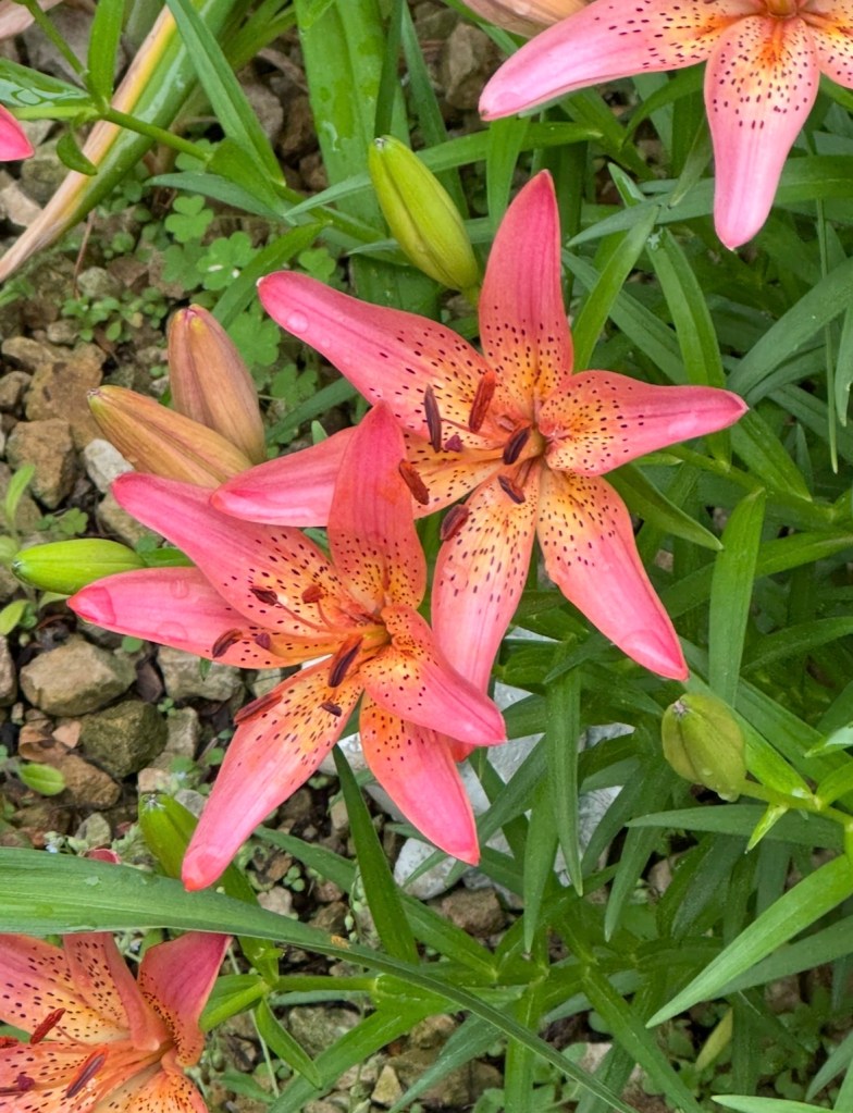 What’s Up Wednesday – Asian Lilies Blooming All Over the Gardens ...